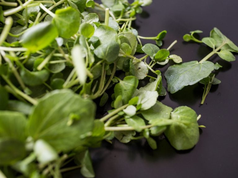 Tout savoir sur le cresson | Potager City