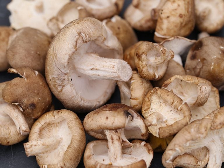 Tout savoir sur le champignon Shiitaké | Potager City