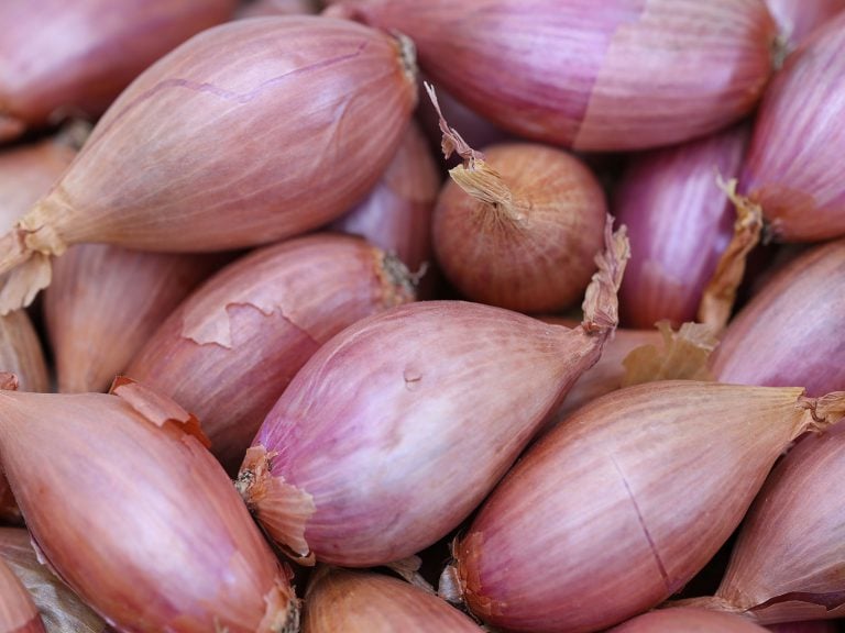 Tout savoir sur l’échalote sèche | Potager City