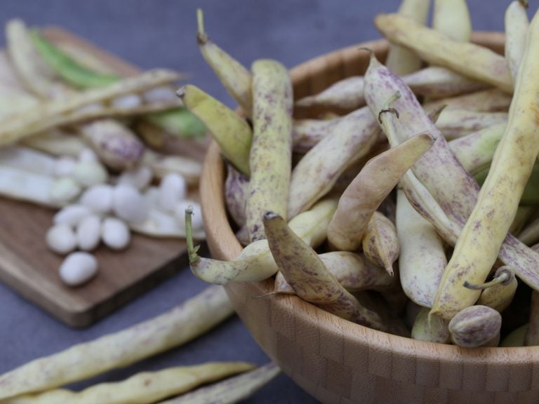 Tout savoir sur le haricot Coco de Paimpol | Potager City