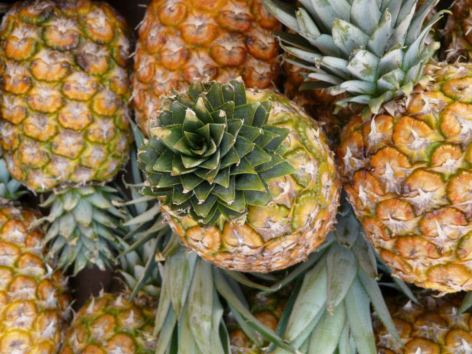 Tout savoir sur l’ananas Victoria | Potager City