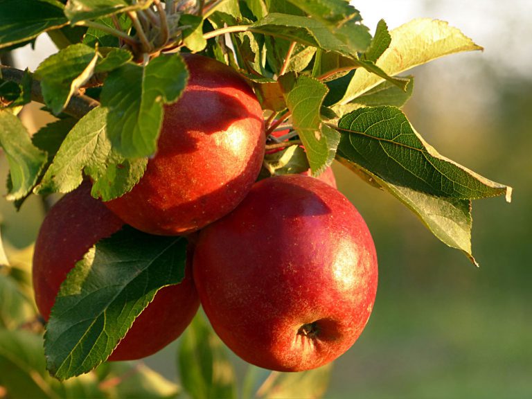 Tout savoir sur la pomme Fuji | Potager City