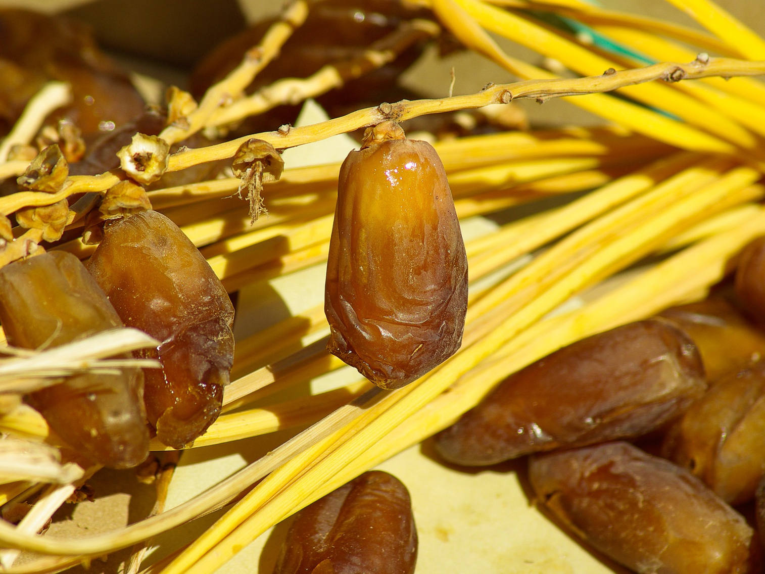 Tout savoir sur la datte BIO Deglet Nour | Potager City