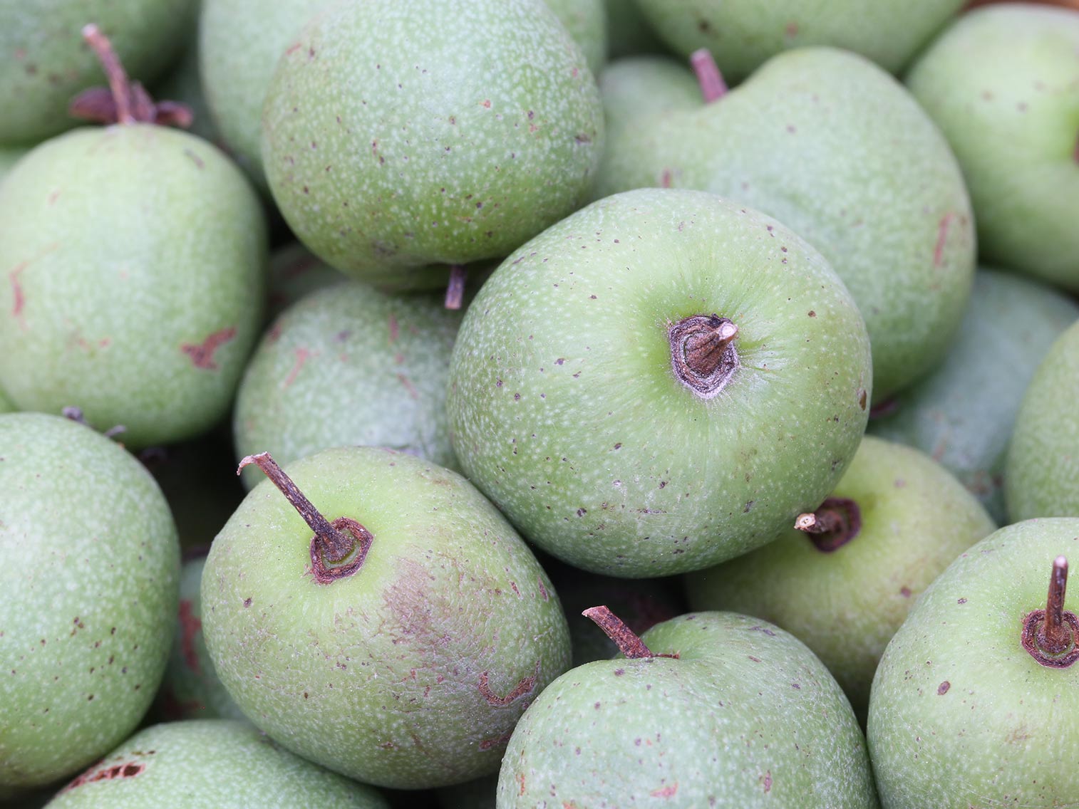 Tout savoir sur le kiwaï - Potager City