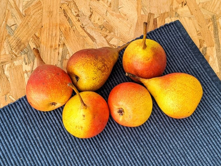 Tout savoir sur la poire Qtee | Potager City