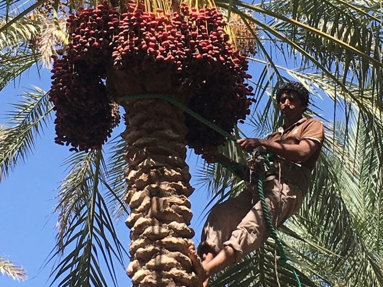 Sadjad, notre producteur iranien de dattes Mazafati | Potager City