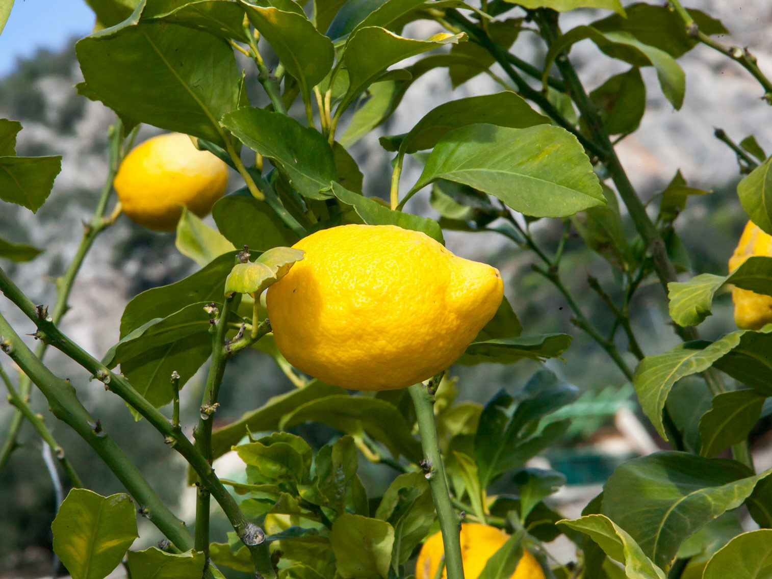 Découvrez l’IGP Citron de Menton, un concentré de soleil en provenance ...